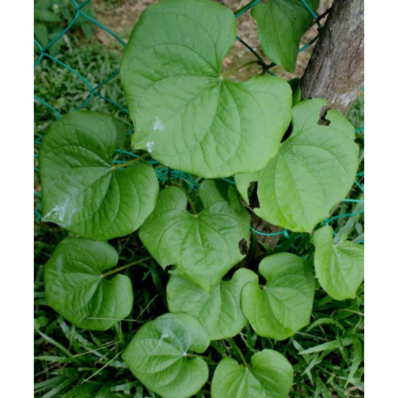Jual Bibit Umbi Gembili, Tanaman Umbi Gembili, Tanaman Gembili ...
