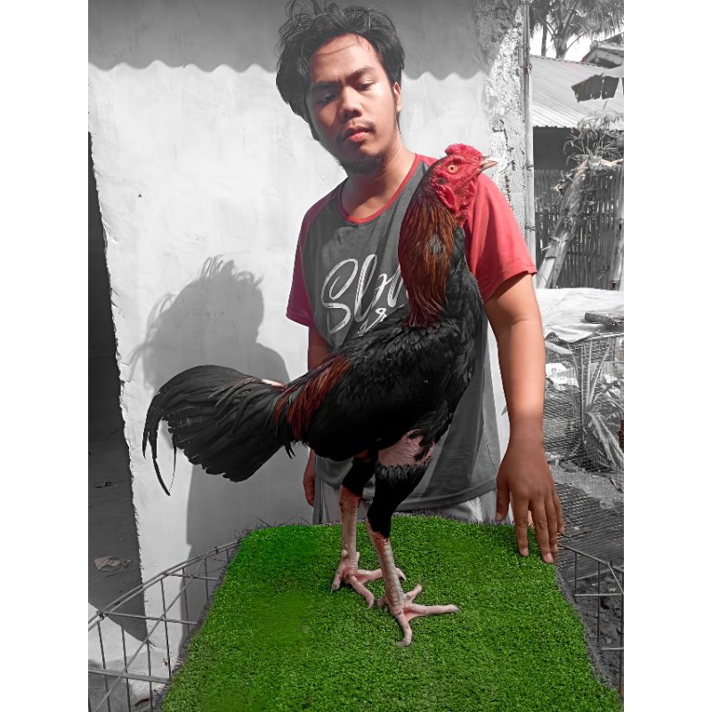 Jual ayam pakhoy blackrose full brakot brutal vvip - ayam full brakot ...
