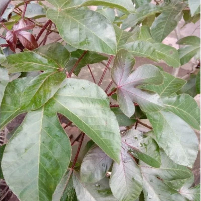 Jual 100 gram daun jarak wulung jarak hitam segar organik | Shopee ...