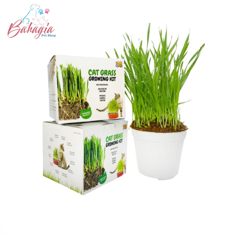 Jual RUMPUT KUCING CAT GRASS GROWING KIT-SNACK KUCING | Shopee Indonesia