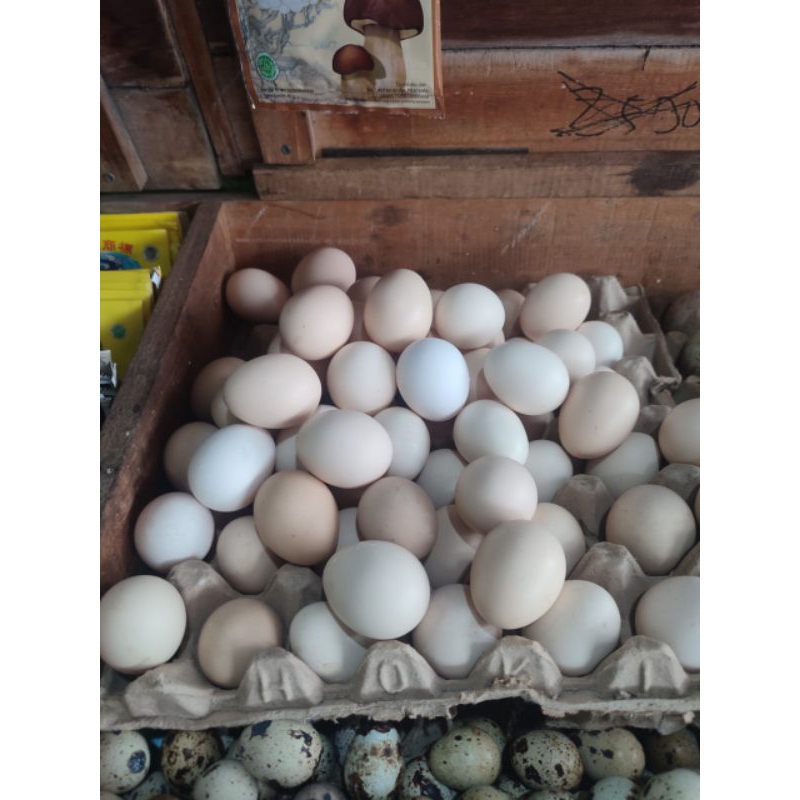 Jual Telur Ayam Kampung Asli Isi 3 Butir | Shopee Indonesia