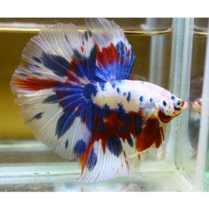 Jual cupang halfmon multi colour pejantan(gratis pakan) | Shopee Indonesia
