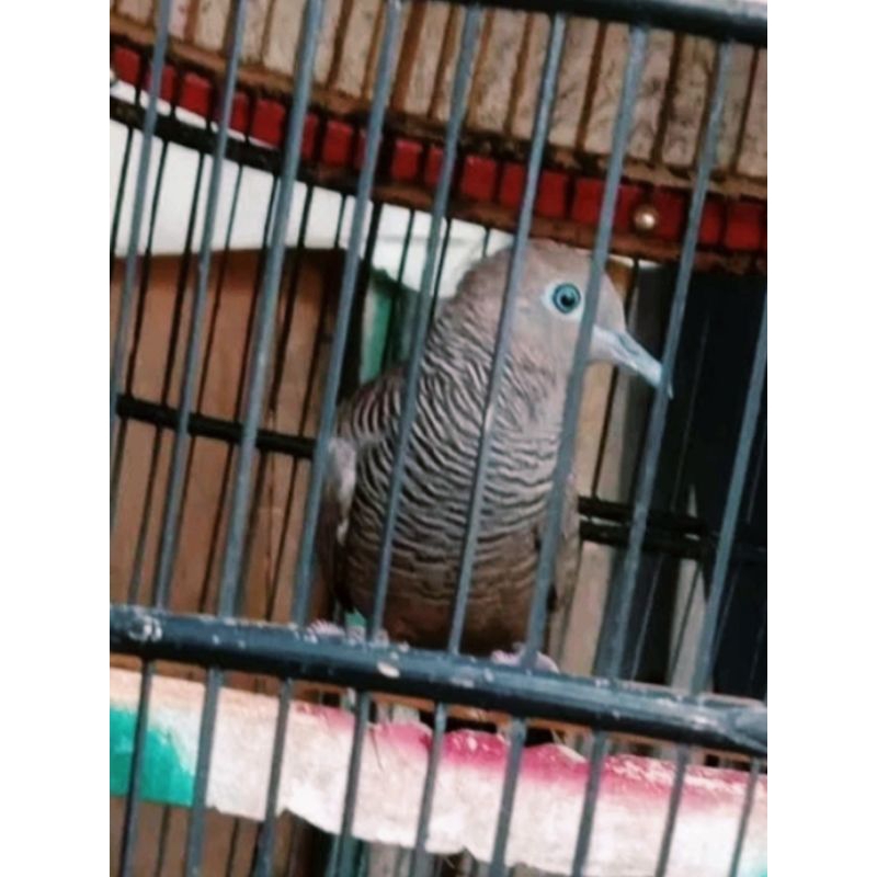 Jual perkutut cemani Harian Bunyi dan sudah rawatan | Shopee Indonesia