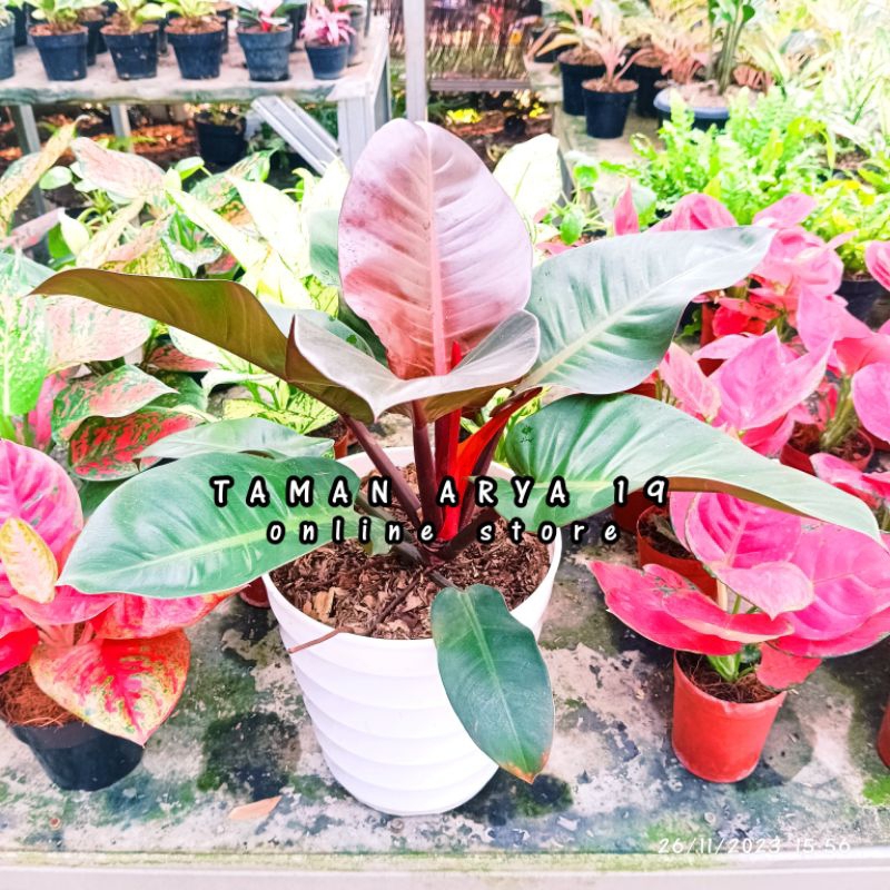 Jual Tanaman hias indoor Black cardinal | Shopee Indonesia