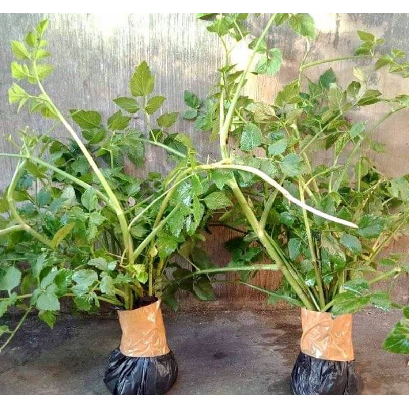 Jual Bibit Selada Air / Seladren / Tespong Sayur | Shopee Indonesia