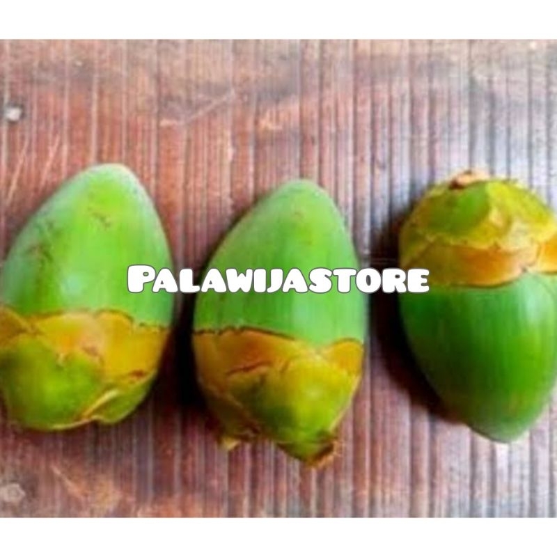Jual Tembuluk kelapa beluluk kelapa segar 10 buah | Shopee Indonesia