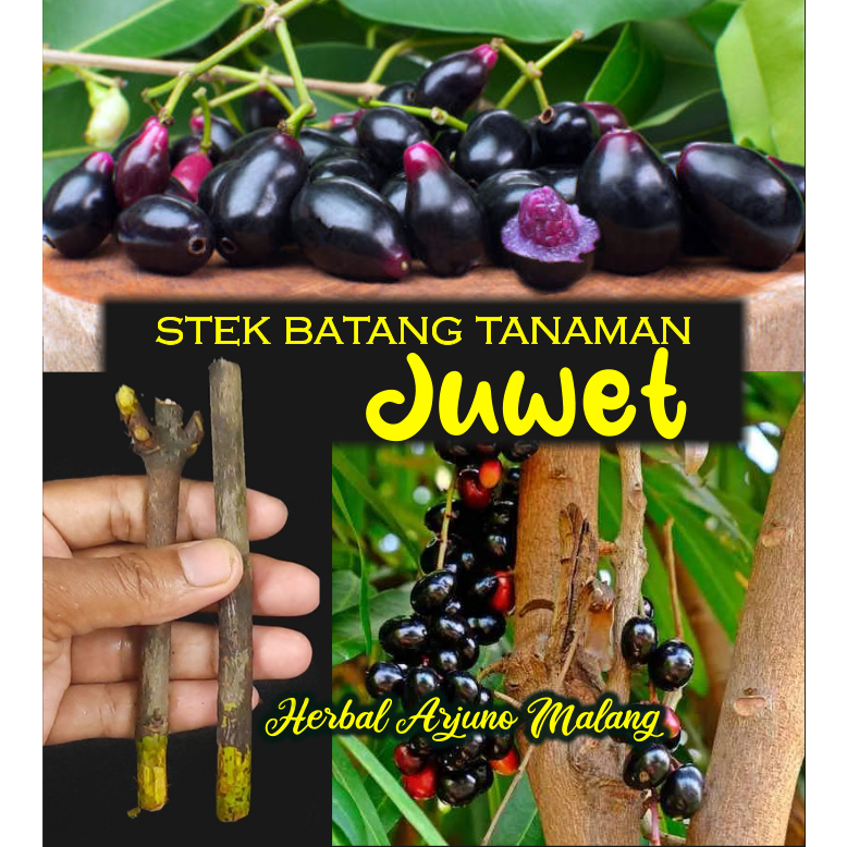 Jual (6pcs) Stek Batang Tanaman Pohon Herbal Berkhasiat Juwet Duwet ...