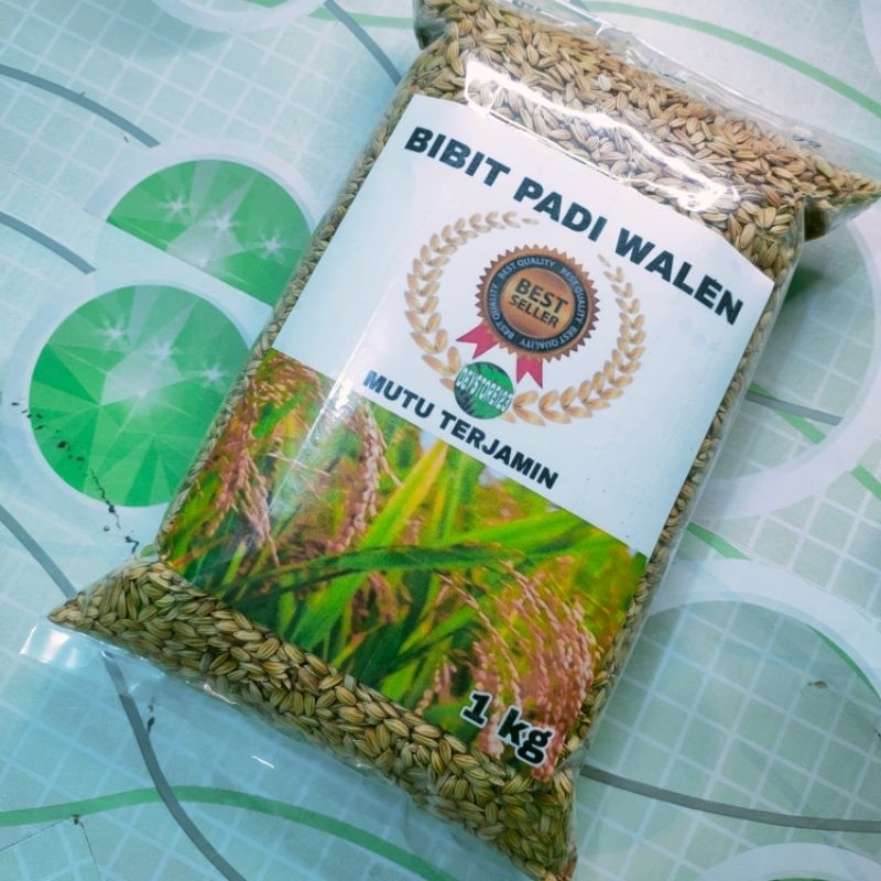 Jual Baru Bibit padi biji kuning bulat \ Benih padi walen super 1 kg ...