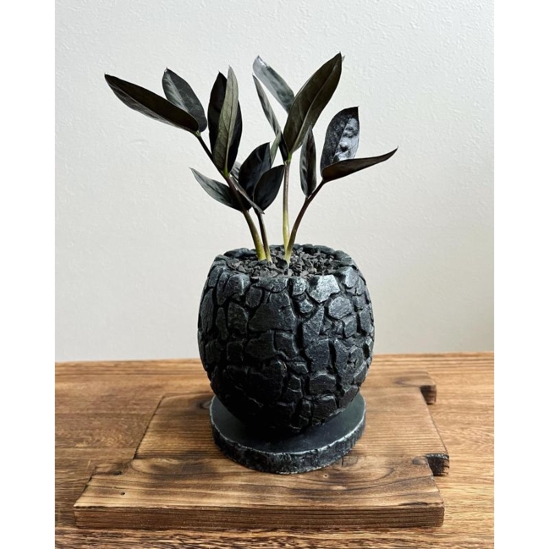 Jual Zamio Culcas Raven black / Zamia kulkas hitam Ravens / jamia Hitam ...