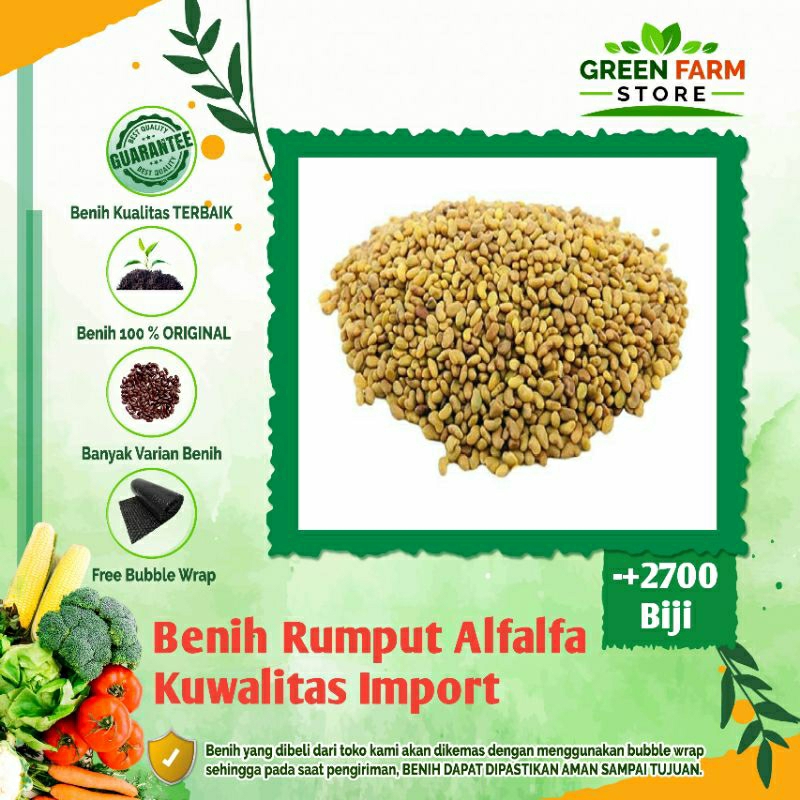 Jual Benih rumput alfalfa import/pakan ternak kambing tinggi protein ...