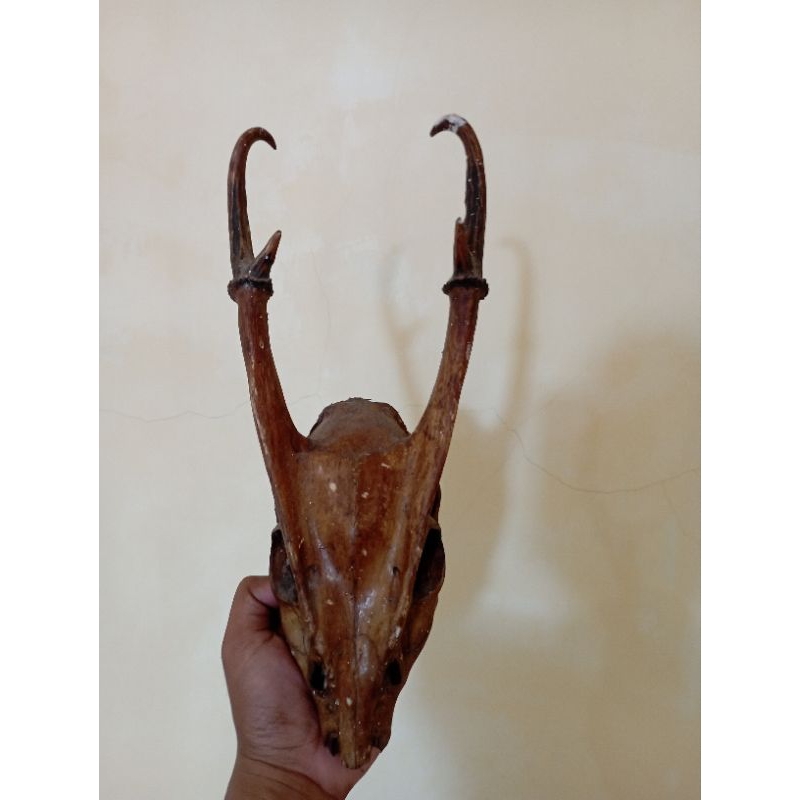Jual hiasan dinding kepala rusa | Shopee Indonesia