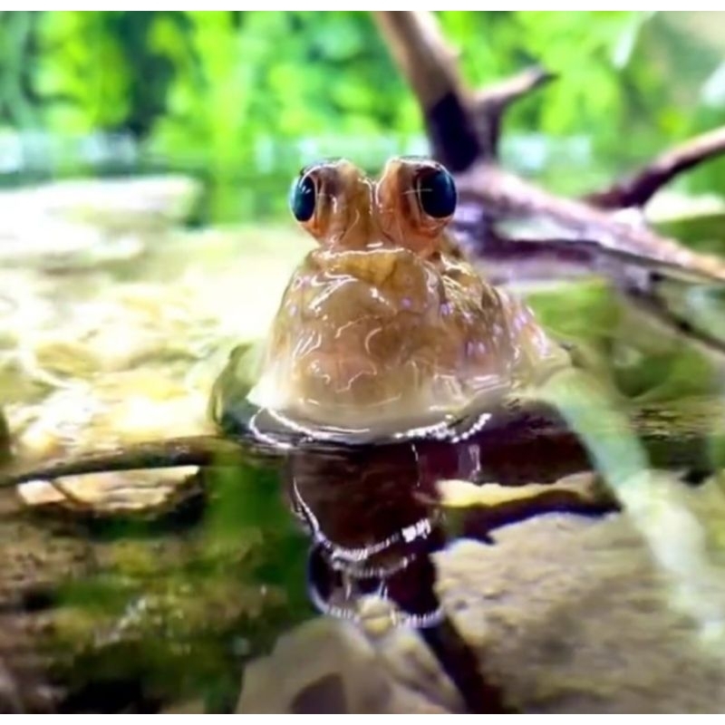 Jual Ikan Blodok Mudskipper | Mudskiper Fish Ikan Glodok | Shopee Indonesia