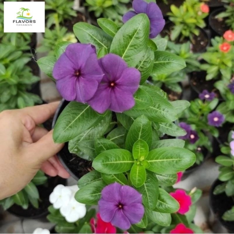 Jual TANAMAN HIAS VINCA HYBRID UNGU COLOUR - TAPAK DARA BUNGA UNGU ...