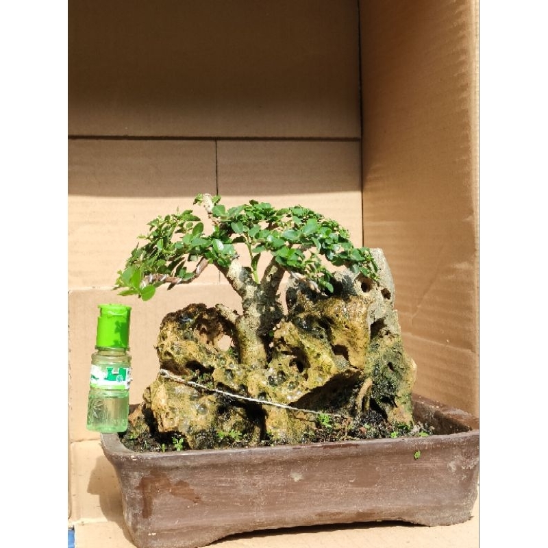 Jual Bonsai Sancang Unik Bonsai Sancang Di Atas Batu | Shopee Indonesia