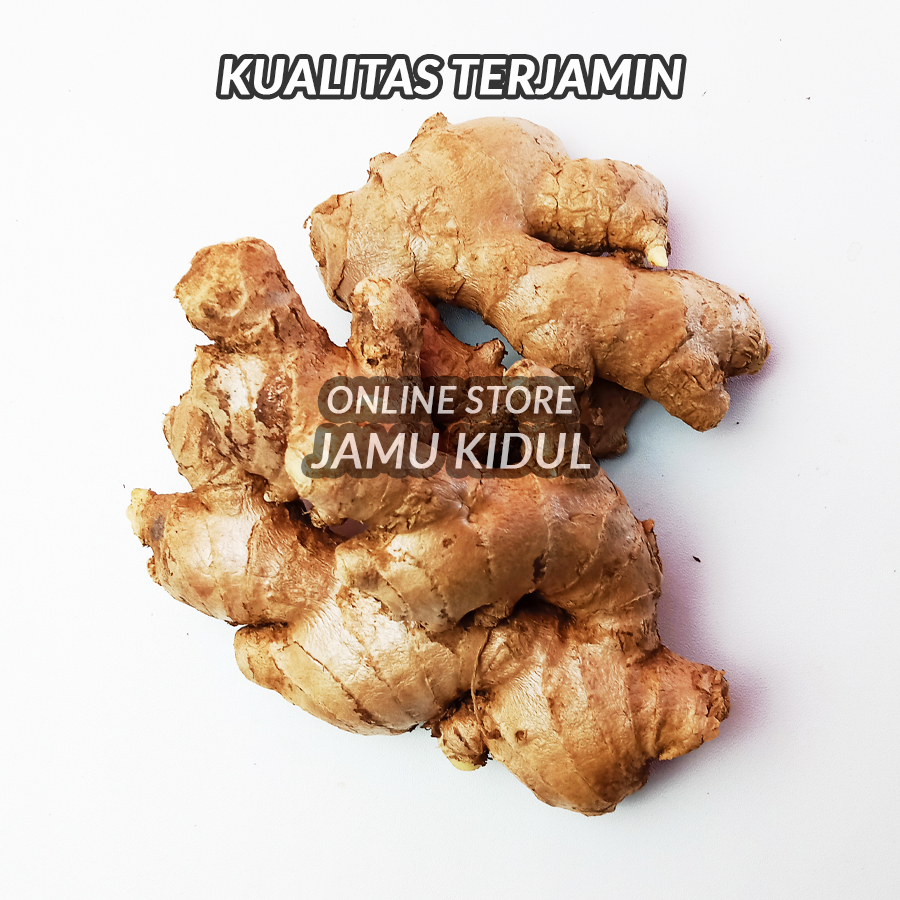 Jual Jahe Jamu atau Jahe Gajah 1kg Organik - Asli Hutan Lebih ...