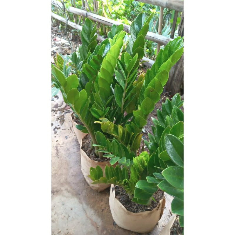 Jual Tanaman hias dolar zamia | Shopee Indonesia