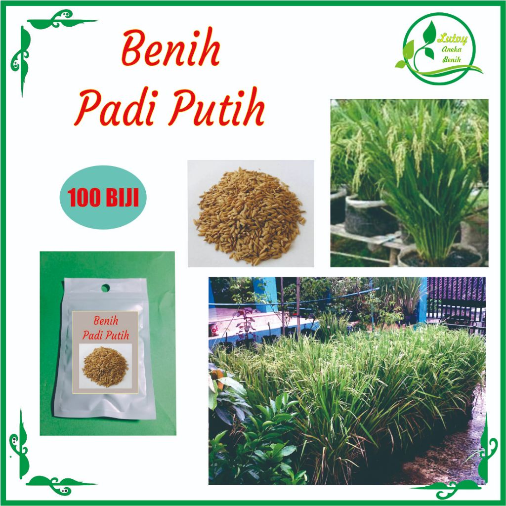 Jual BENIH PADI PUTIH ISI 100 BIJI | Shopee Indonesia