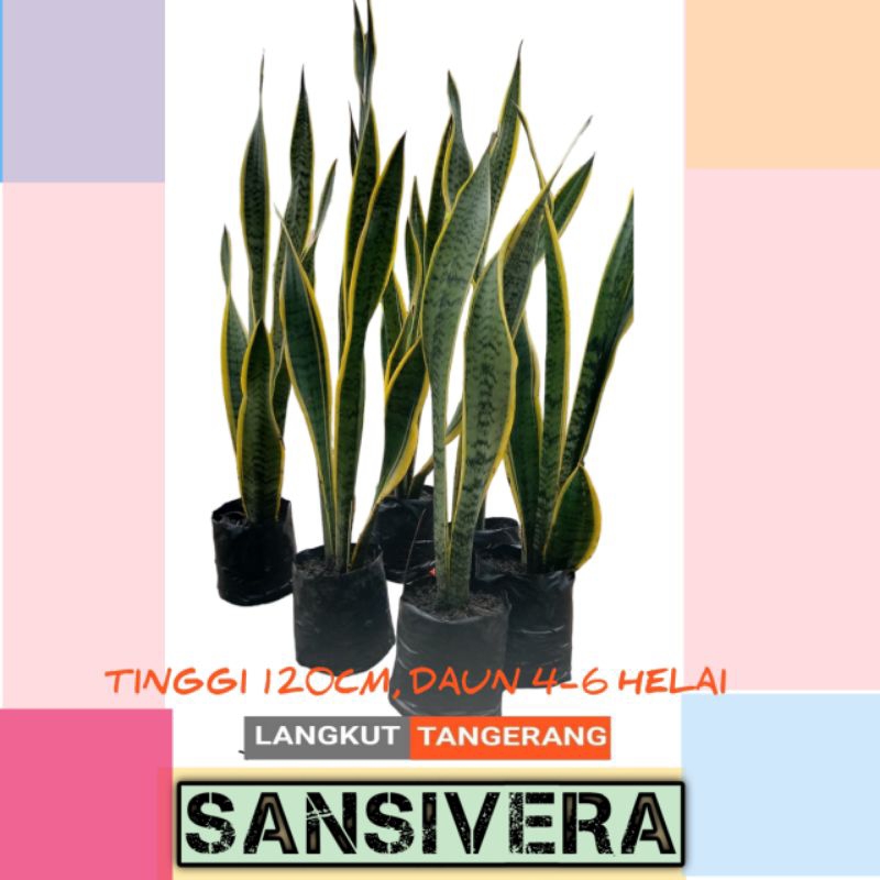 Jual SANSIVERA kualitas PREMIUM TINGGI 120cm | Shopee Indonesia