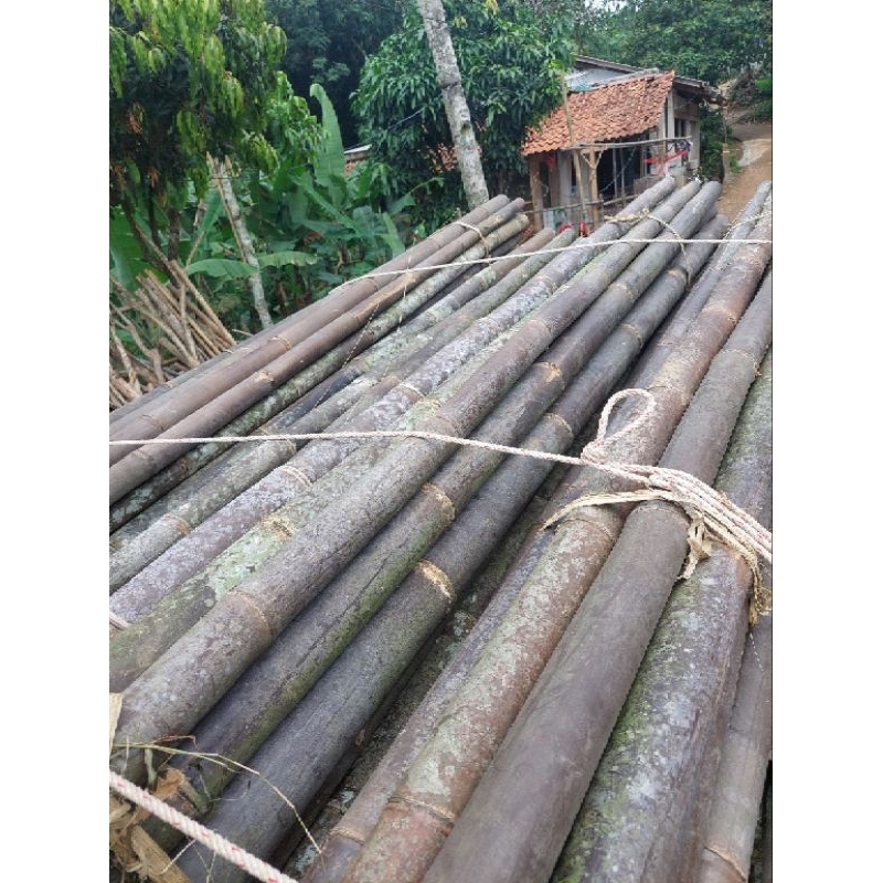 Jual Bambu Hitam Bambu Ulung Bulat Utuh Glondongan 100cm-150cm Bambu ...