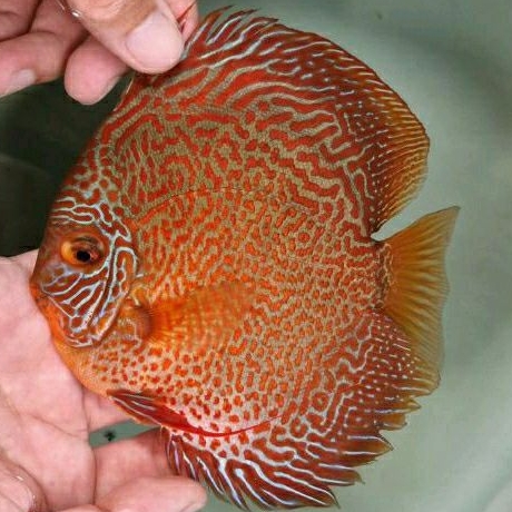 Jual Ikan Discus Red Snake Hi Body Size 4" Male | Shopee Indonesia
