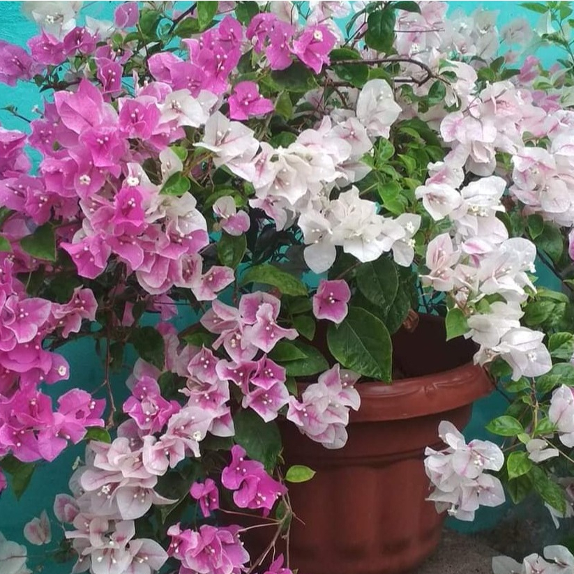 Jual Tanaman Hias Bonsai Bugenvil Sakura Ice Cream Bougenville Ice