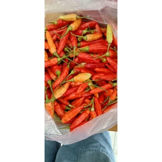 Jual burung cabe Harga Terbaik & Termurah Desember 2024 | Shopee Indonesia