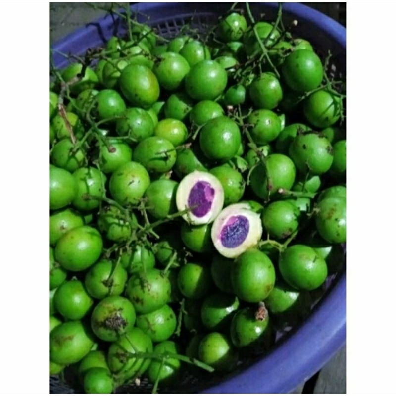 Jual BUAH JATAKE GANDARIA MASIH SEGAR 500gr | Shopee Indonesia
