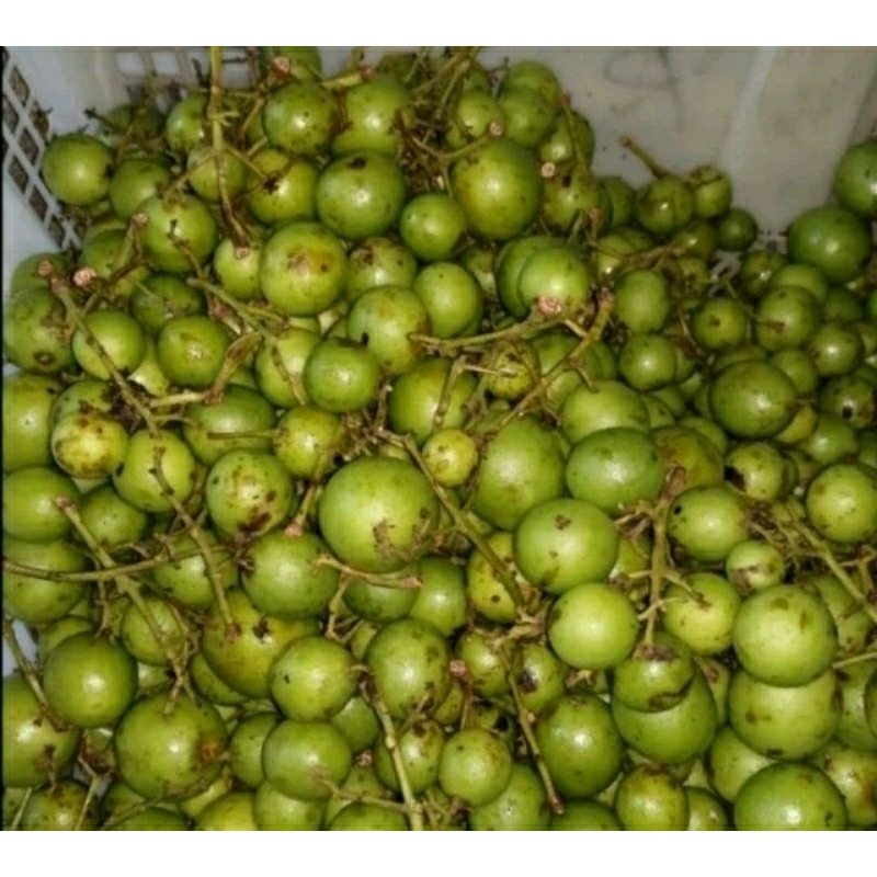 Jual BUAH JATAKE GANDARIA SEGAR 1kg jatake muda/Ramania/jatake segar ...