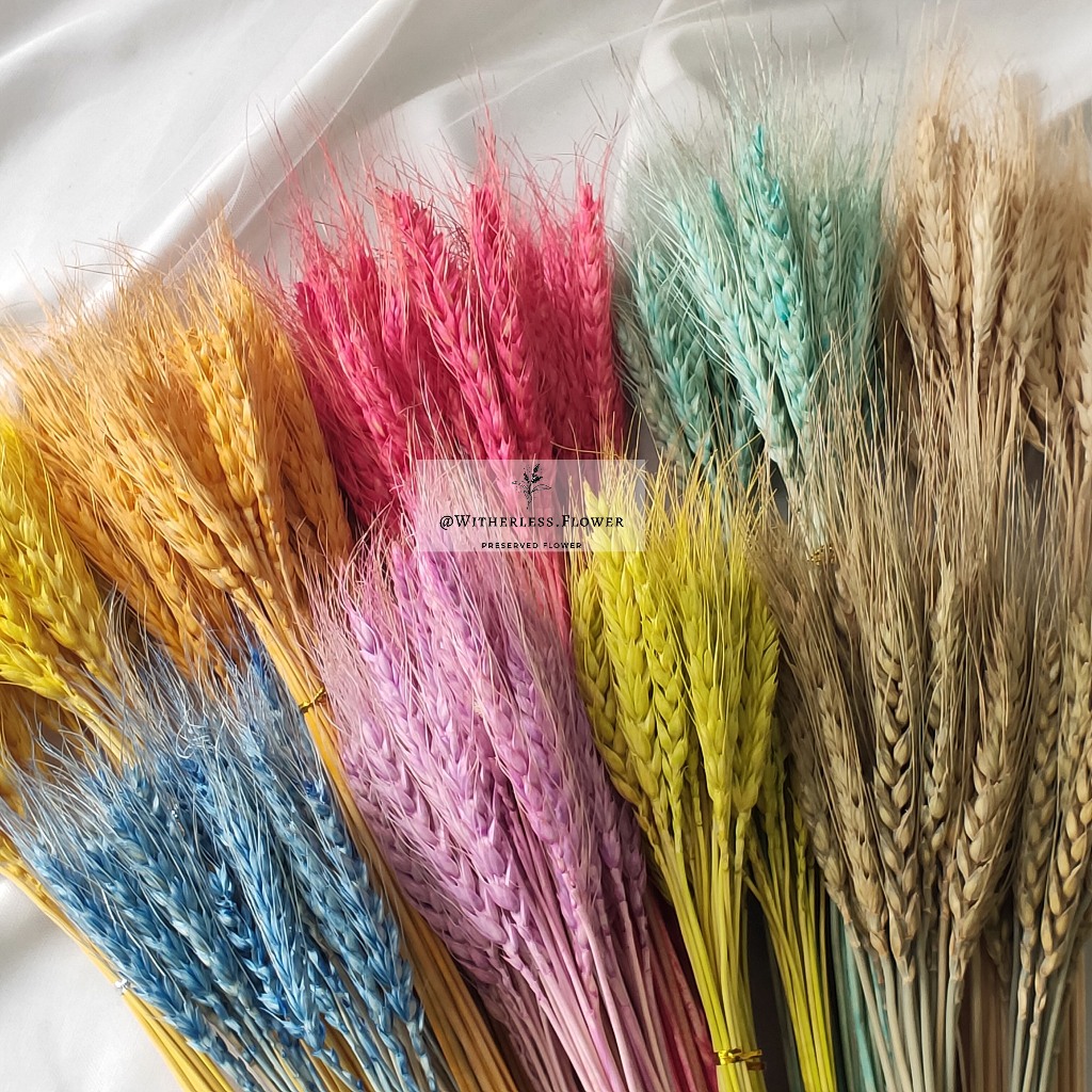 Jual 15 Tangkai Dried Wheat Flower Gandum / Dried Flower / Bunga Kering ...