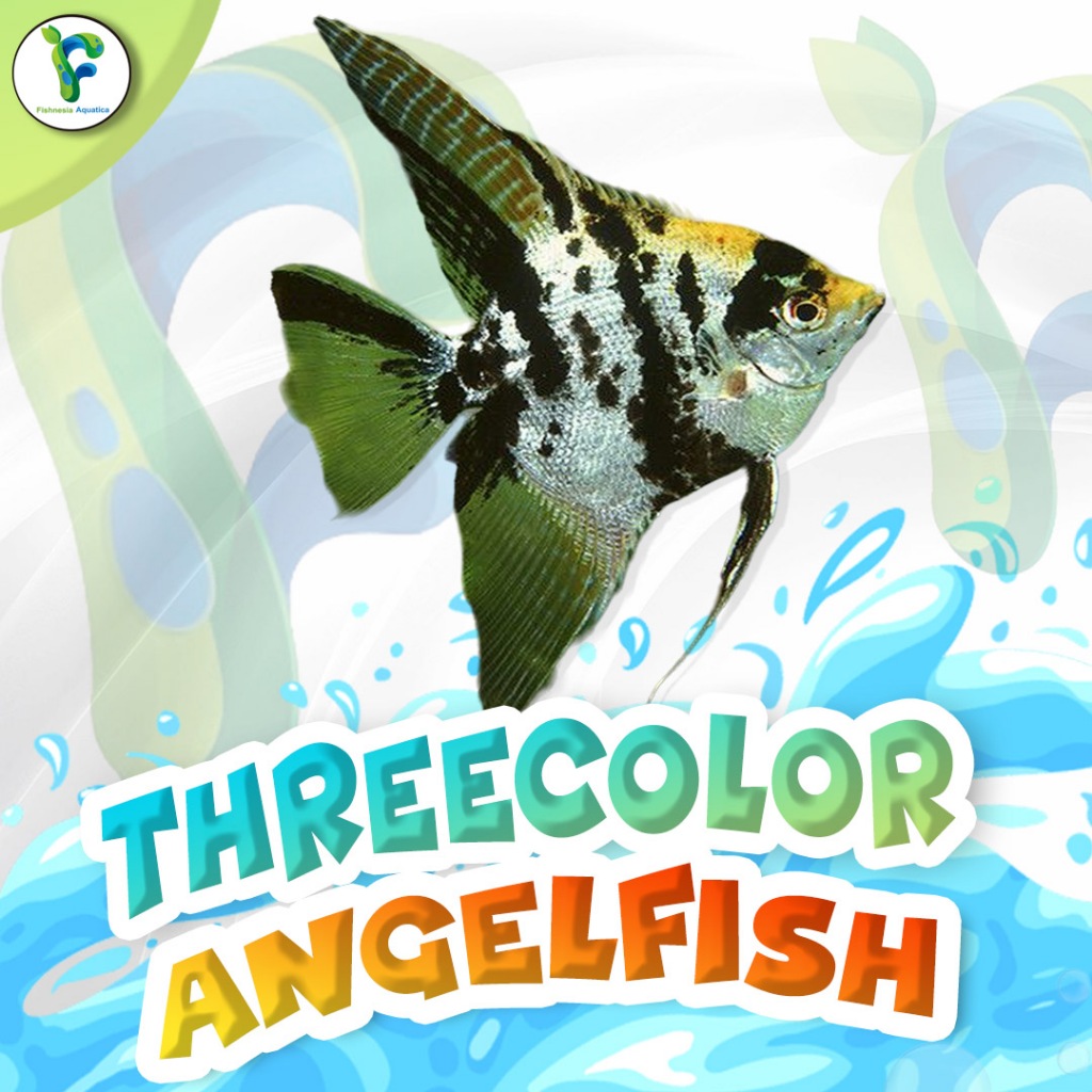 Jual IKAN MANFISH THREE COLOR / 3 COLOR / IKAN ANGELFISH / IKAN ...