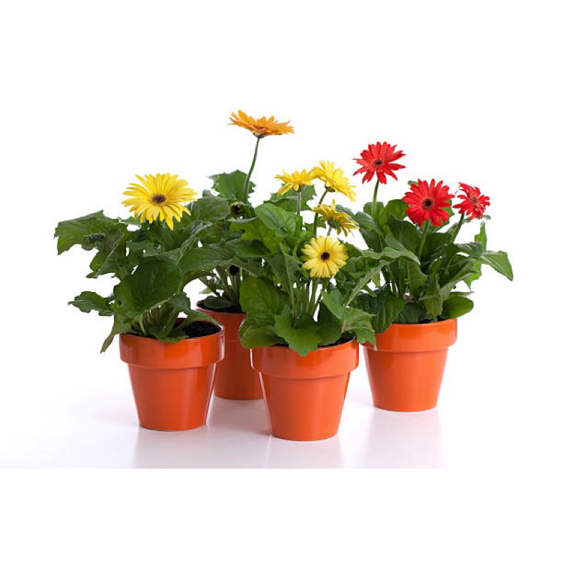 Jual bibit bunga garbera holland | Shopee Indonesia