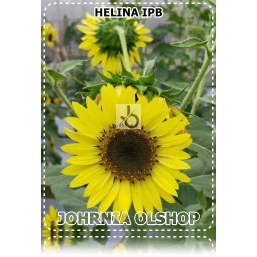 Jual Johrnia 5 Benih Biji Bunga Matahari HELINA IPB | Shopee Indonesia