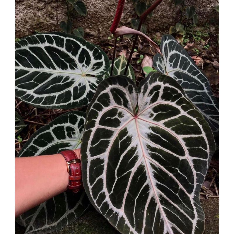 Jual Anthurium king of spades x nse red crystalinum Baby best seller ...