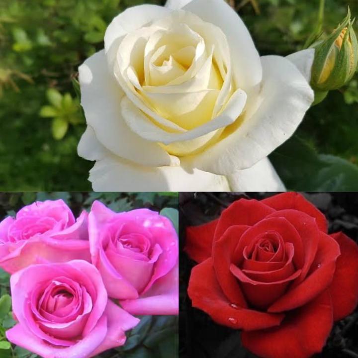 Jual PAKET 3 Bibit Bunga Mawar BERBUNGA [ Merah, Putih dan Kuning ...