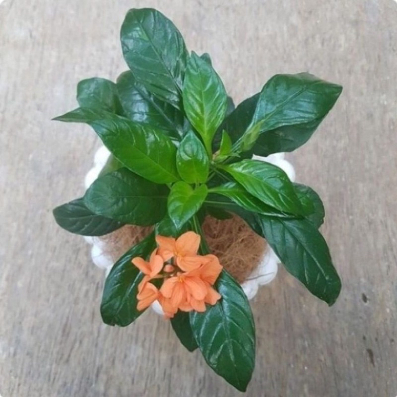 Jual ( BISA COD ) Tanaman Hias Crosandra Bunga Orange / Bunga Hias ...