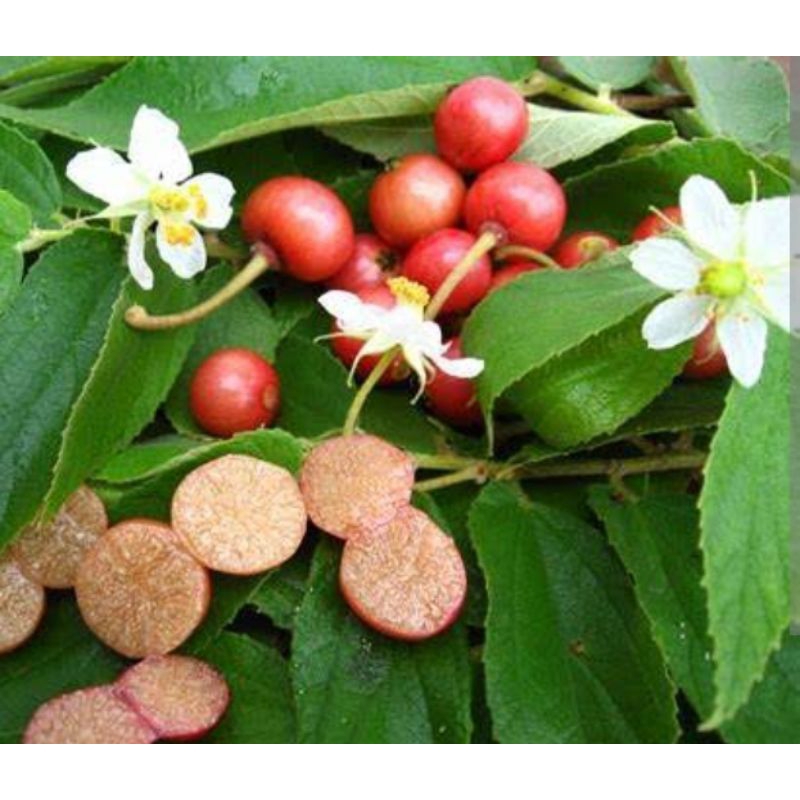 Jual Daun Kersen Segar / Herbal / Obat Tradisional Fresh | Shopee Indonesia