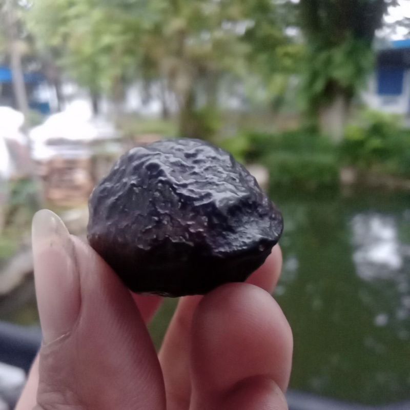 Jual muncang adu jayanti rb raja batok | Shopee Indonesia