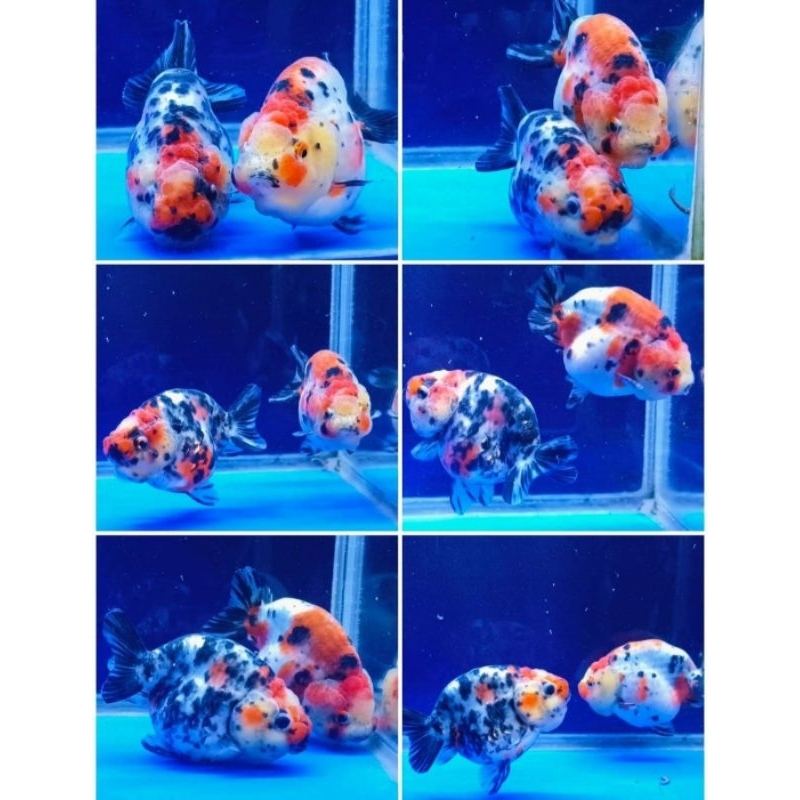 Jual rancu sapi / ranchu calico / ikan mas koki ranchu calico sapi ...