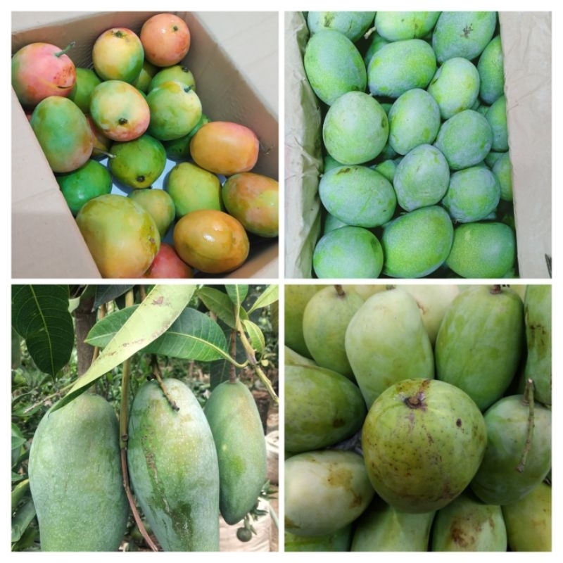 Jual Mangga Harumanis | Indramayu | Gedong Gincu | Mangga Simadu ...
