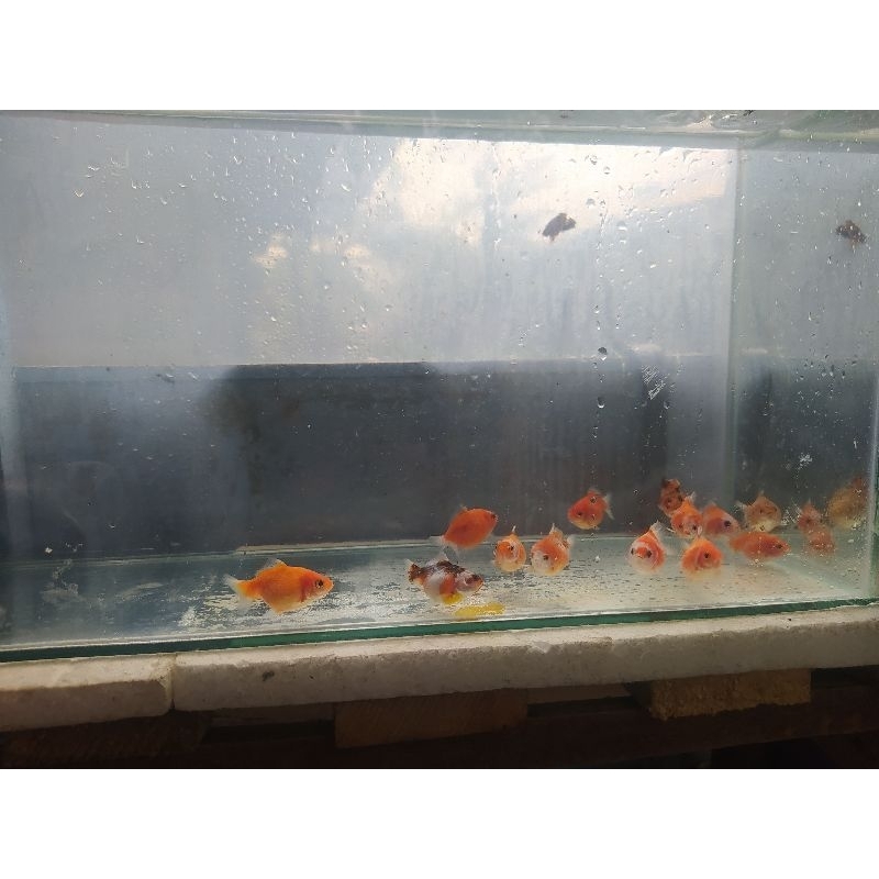 Jual ikan mas koki mutiara, ikan warna warni, red sumatra, gren sumatra ...