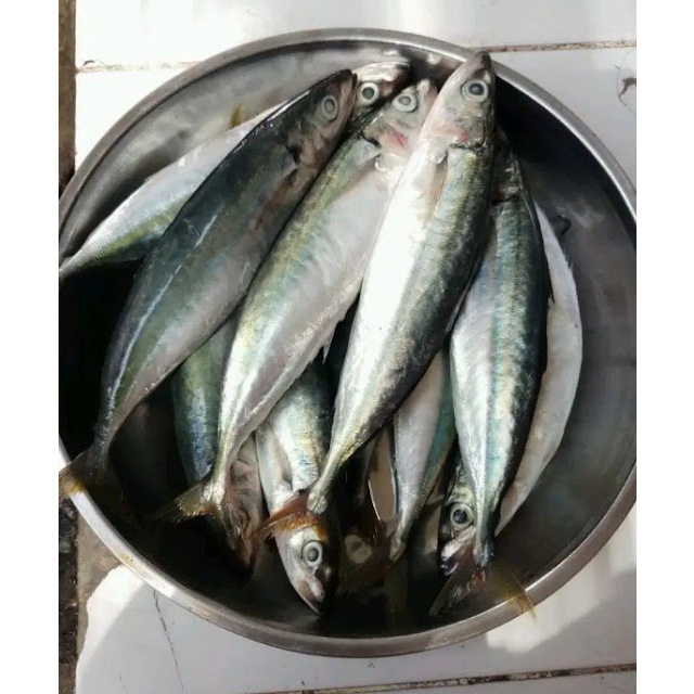 Jual Ikan Serai Segar 500 gram | Shopee Indonesia