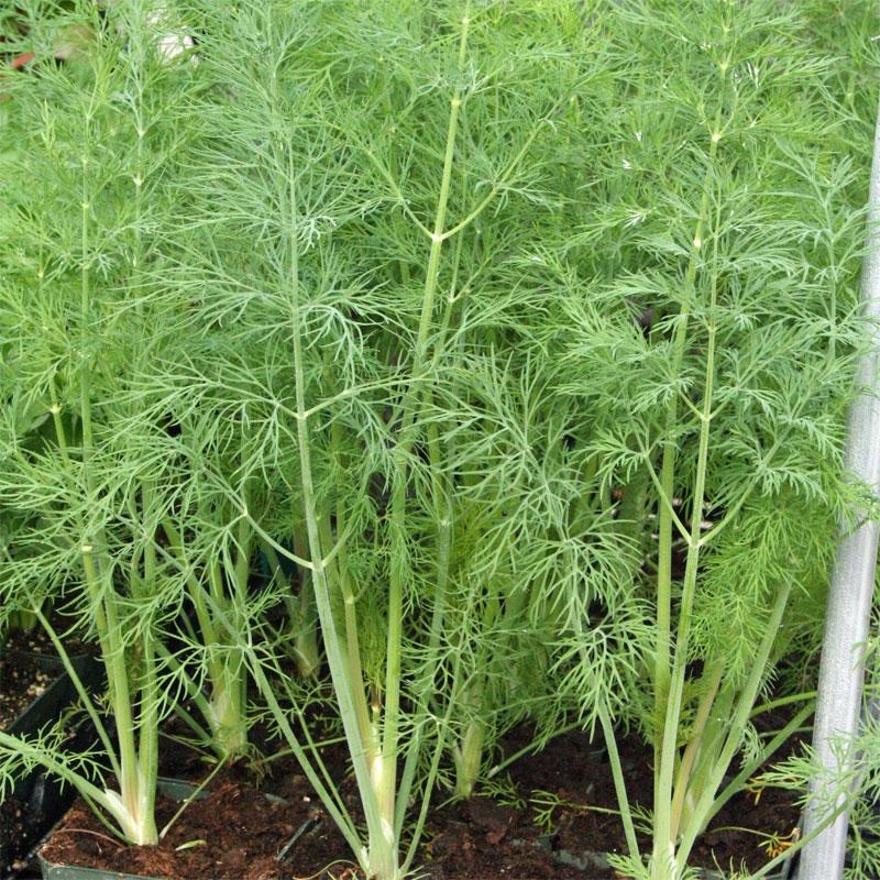 Jual Tanaman Herbal Daun Adas - Bibit Daun Dill | Shopee Indonesia