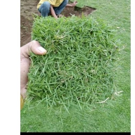 Jual Rumput peking / rumput taman / rumput jepang | Shopee Indonesia