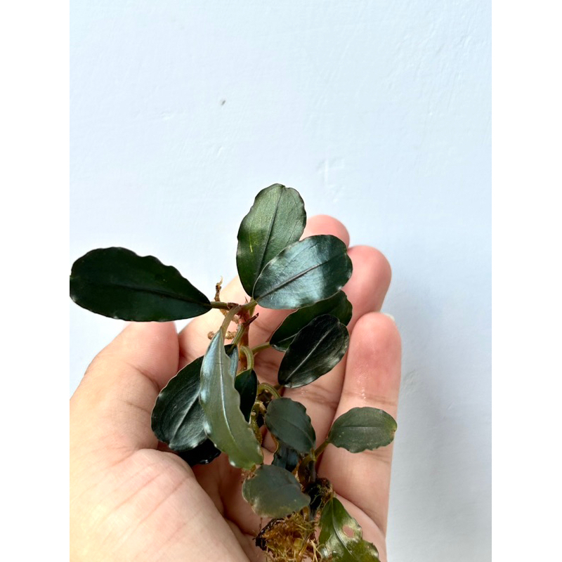 Jual Bucephalandra Metalic Blue | Shopee Indonesia