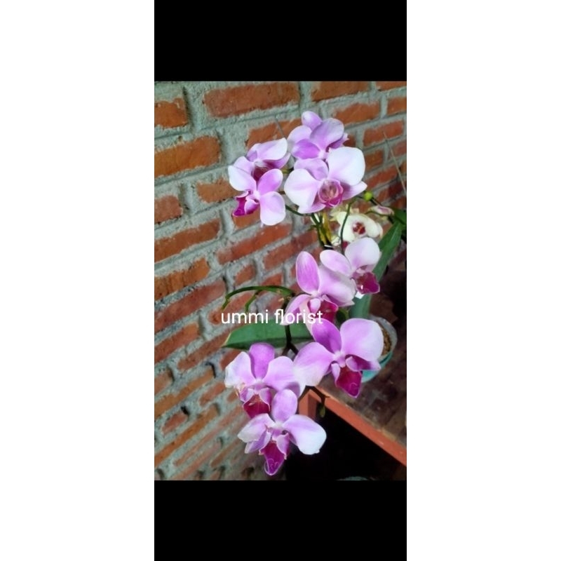 Jual anggrek full mekar | Shopee Indonesia