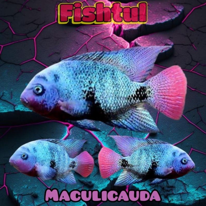 Jual Cichlid Vieja Maculicauda | Shopee Indonesia