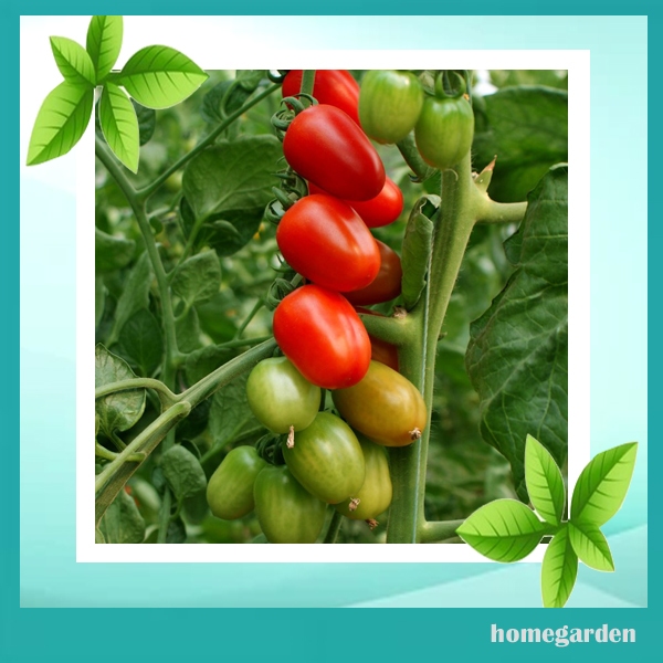 Jual Benih Tomat Cherry Bibit Tomat Cherry Merah | Shopee Indonesia
