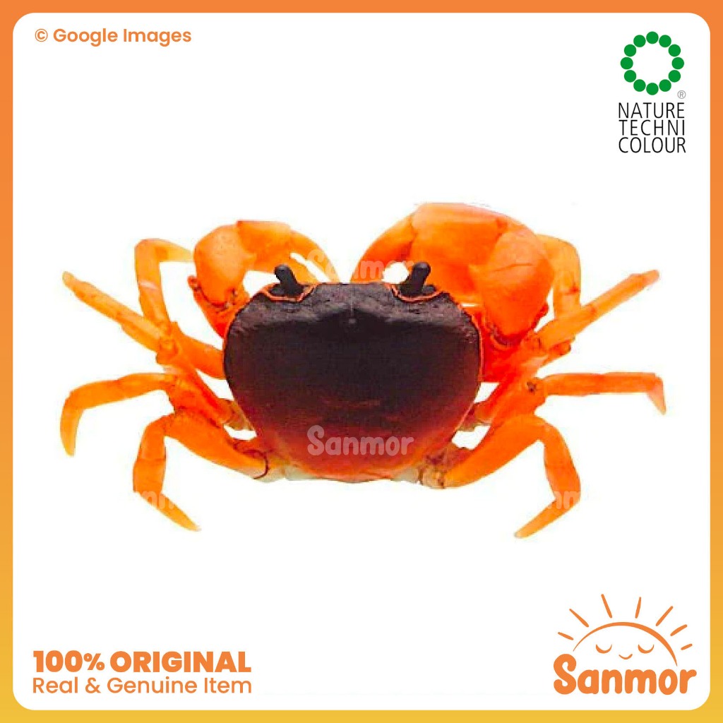 Jual Gachapon Gashapon Nature Techni Colour Japanese Freshwater Crab ...
