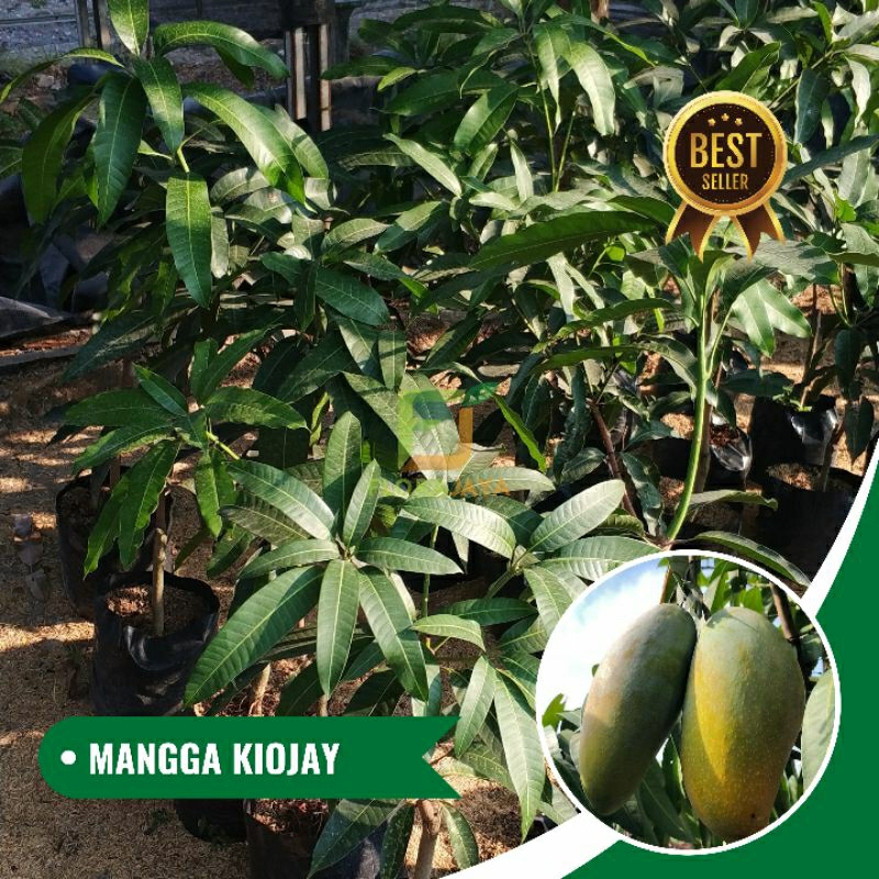 Jual BIBIT MANGGA KIOJAY OKULASI | Shopee Indonesia Jual BIBIT MANGGA KIOJAY OKULASI | Shopee Indonesia