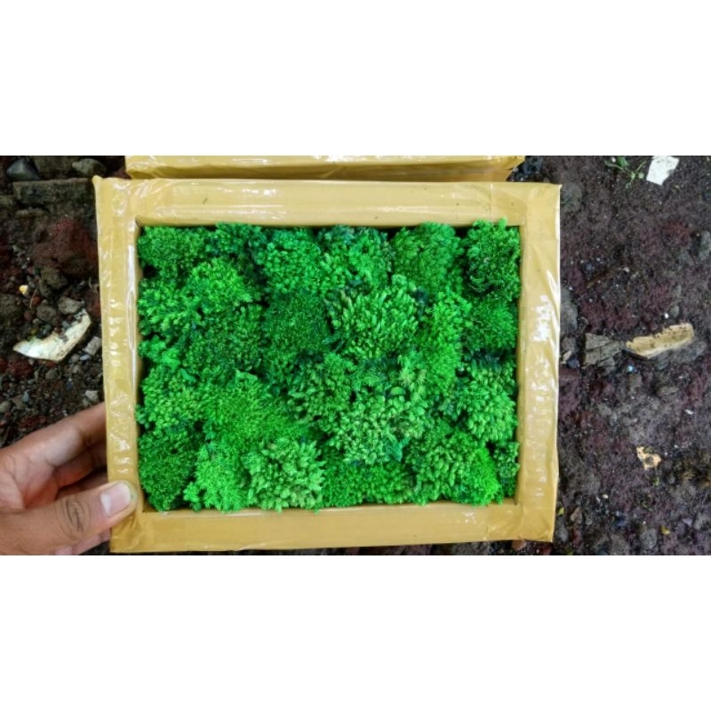 Jual 100 gram Preserved Moss,Moss yg diawetkan warna ijo muda (jenis ...